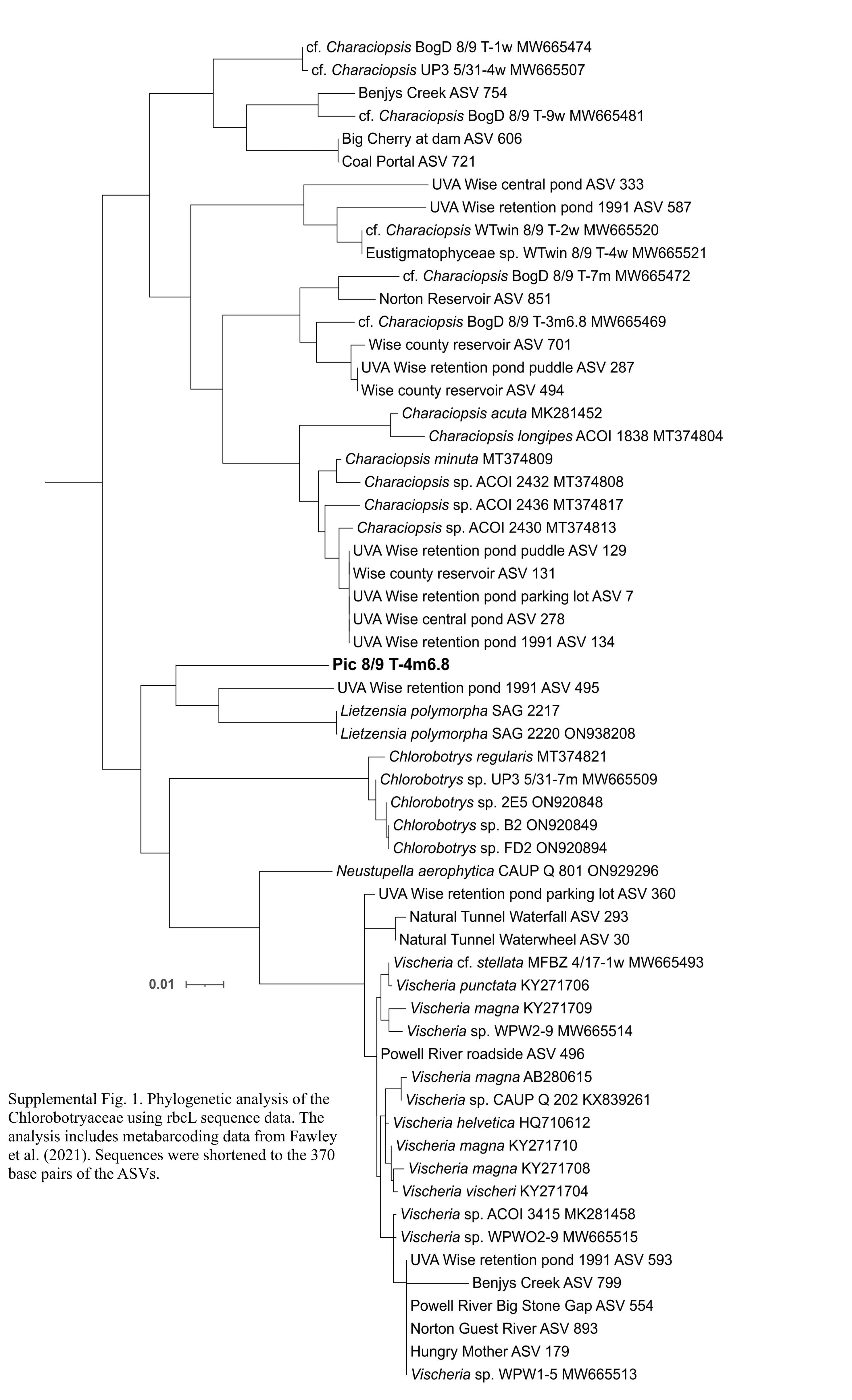 Fottea: Flavoaurantia, a new genus of the Chlorobotryaceae ...